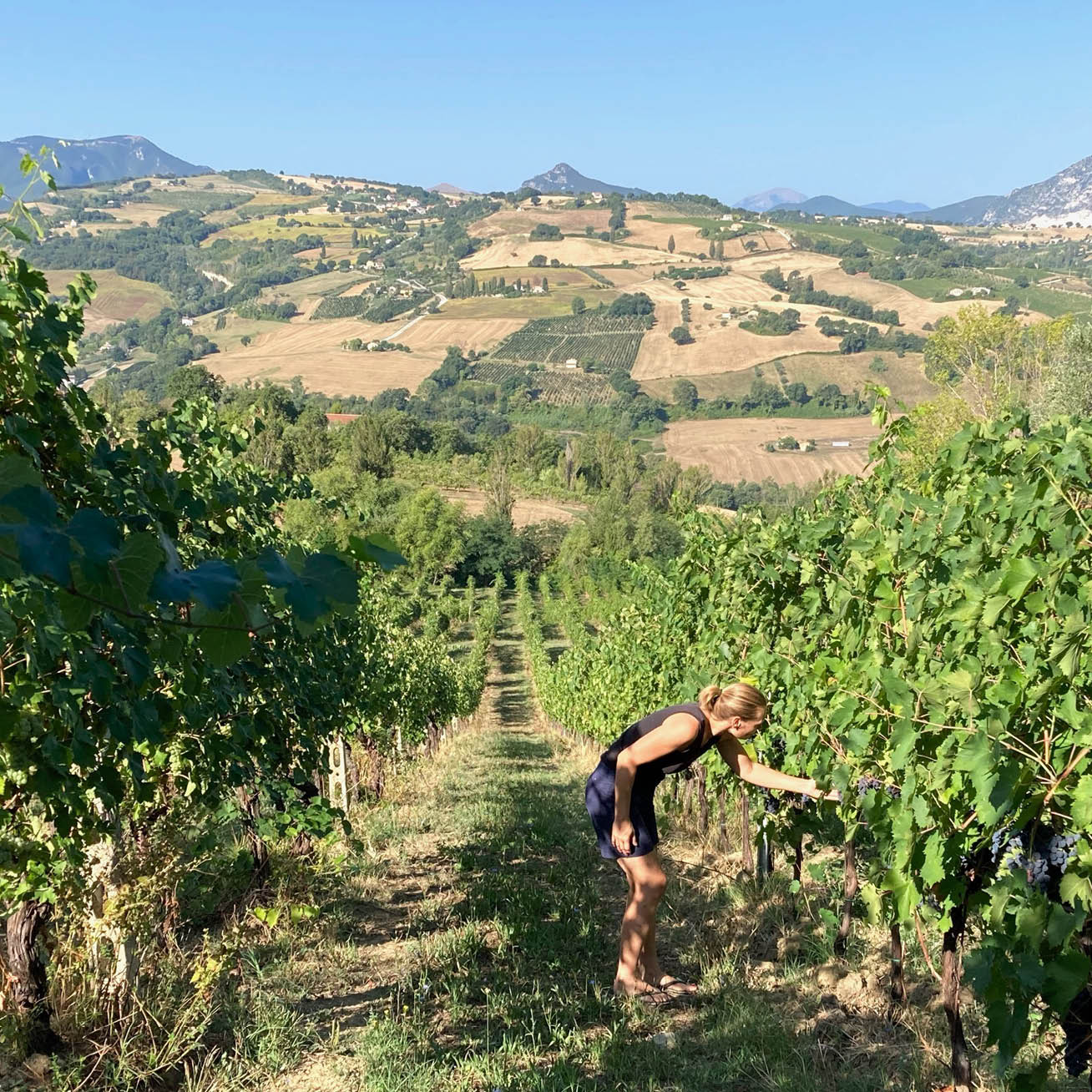 wine tourism in Le Marche - Villa Verdicchio
