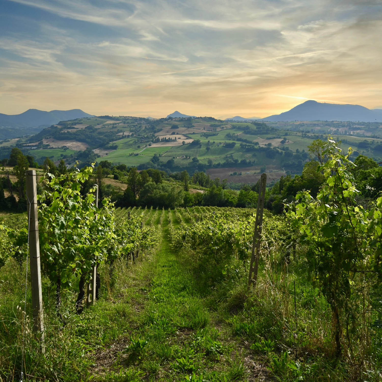 De Marken Italië - De meest gestelde vragen